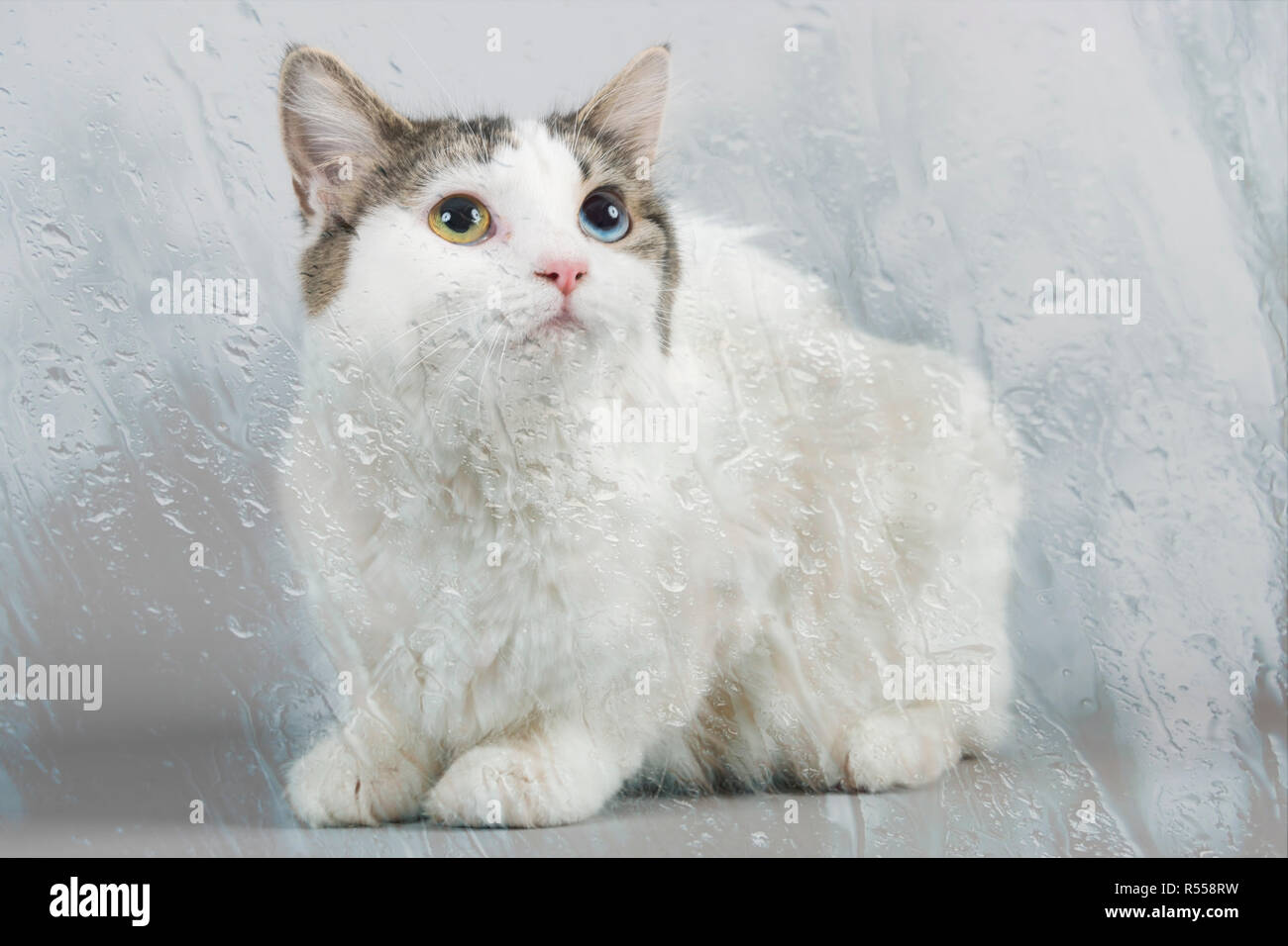 Stumpy manx cat hi-res stock photography and images - Alamy