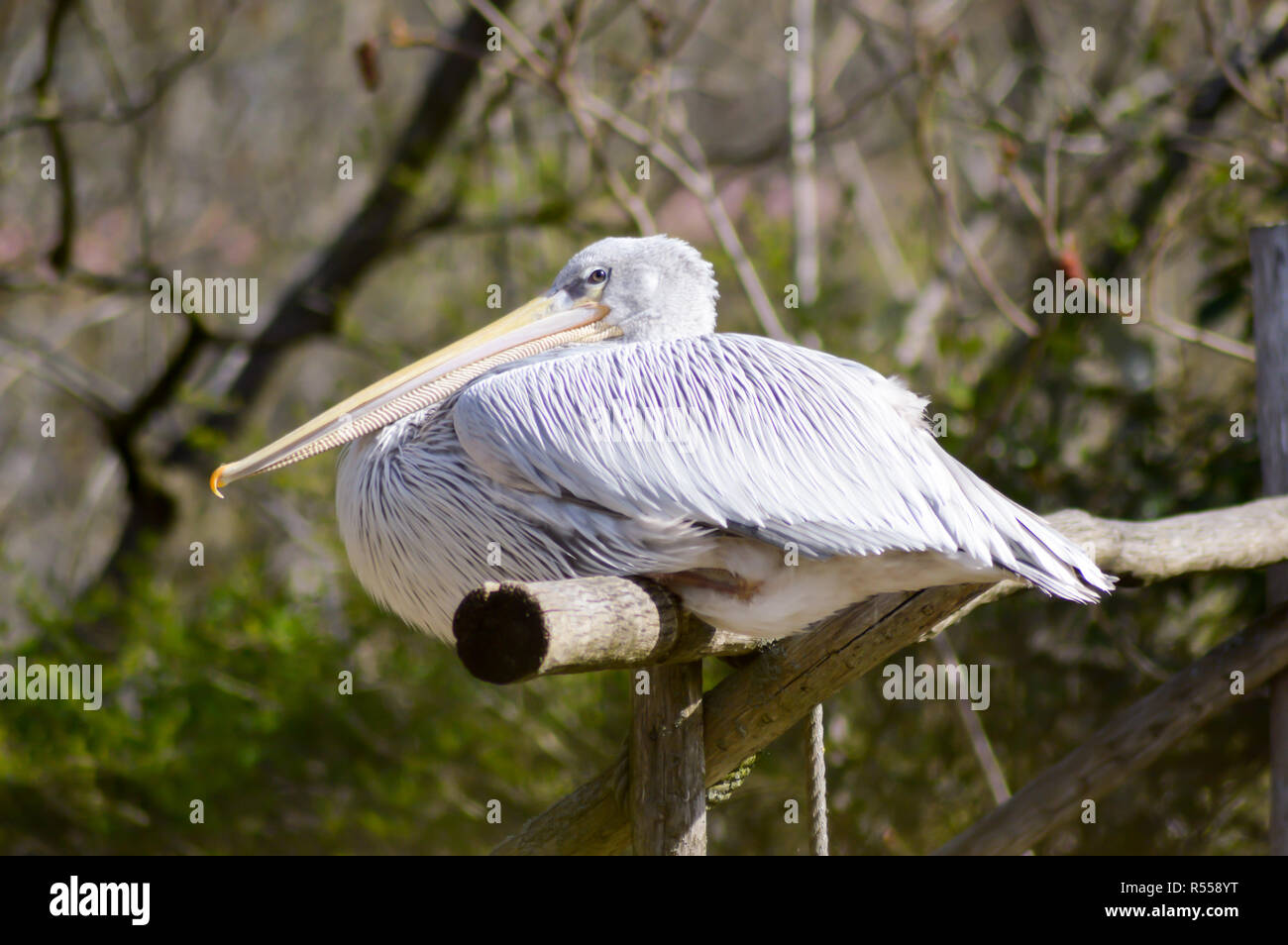 Pelican resting on a wooden promontory Stock Photo - Alamy