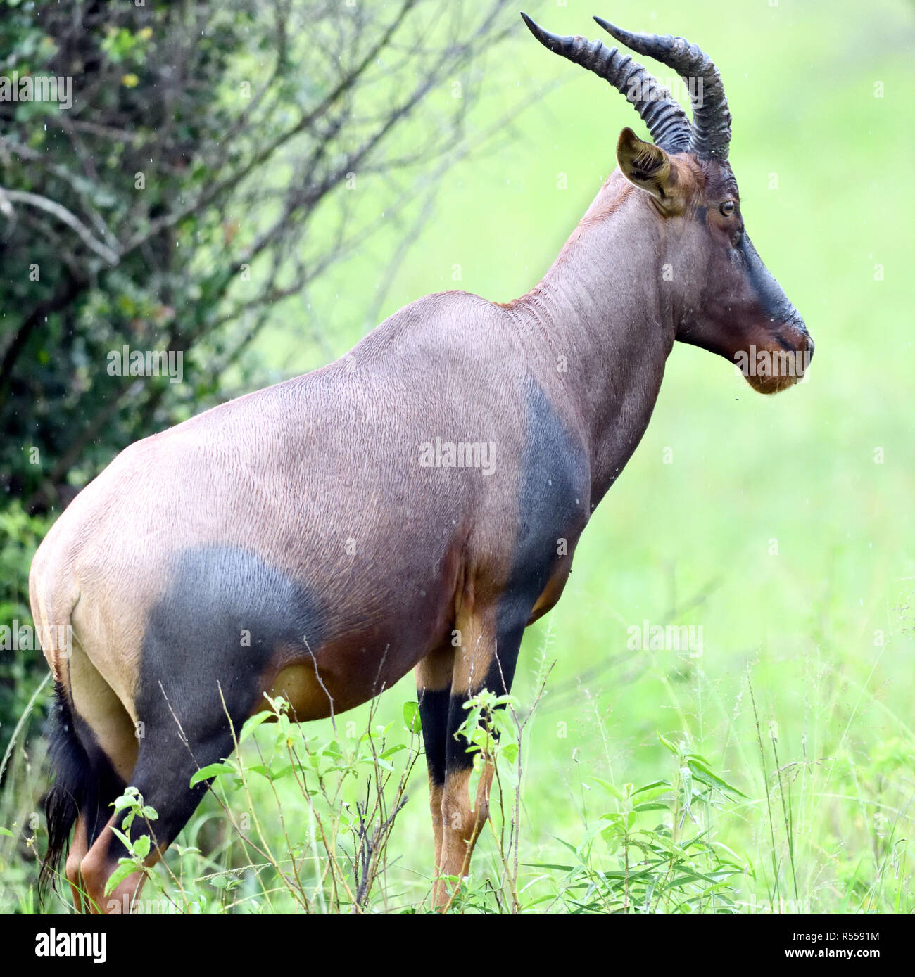 A topi (Damaliscus lunatus). Queen Elizabeth National Park, Uganda ...