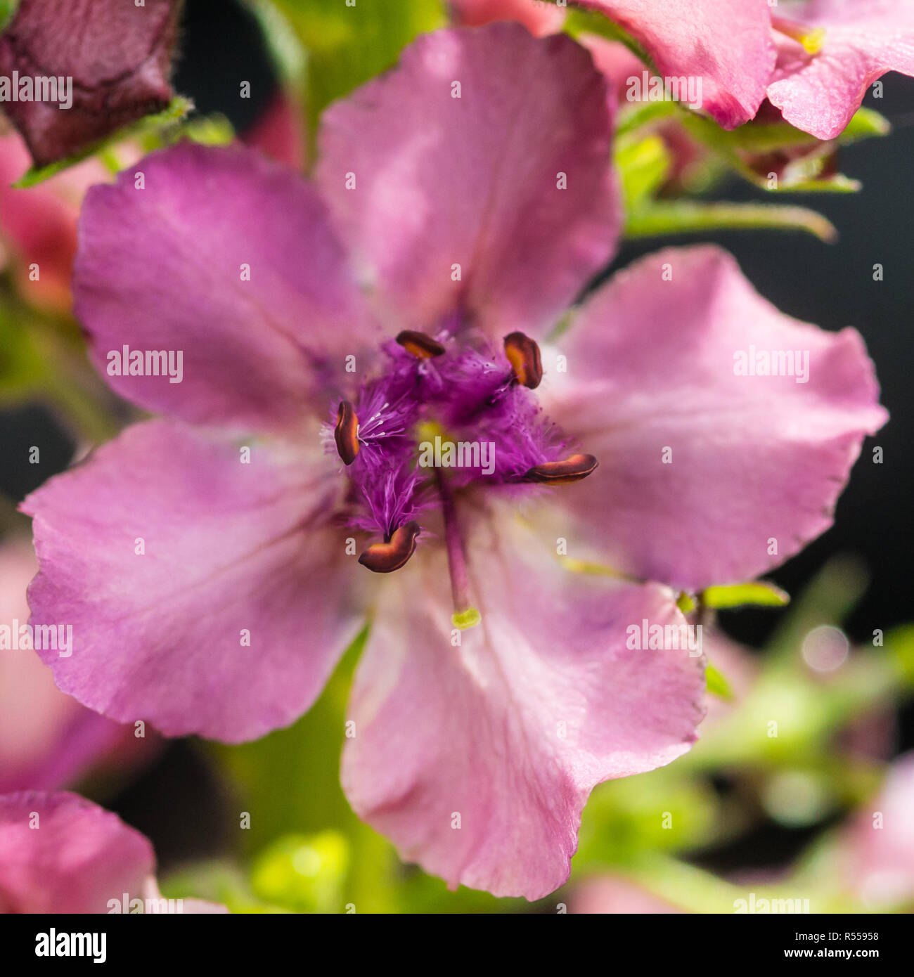 A macro sot of a verbascum southern charm bloom Stock Photo - Alamy