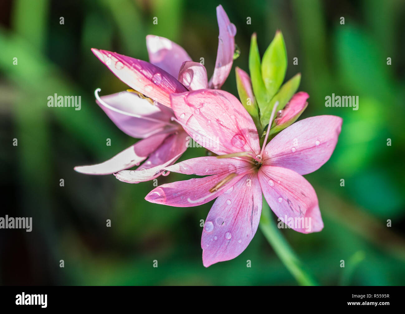 Pink river hi-res stock photography and images - Alamy