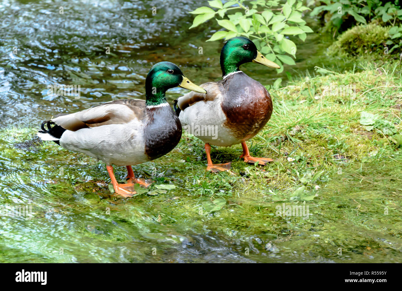 Two ducks standing Stock Photo - Alamy