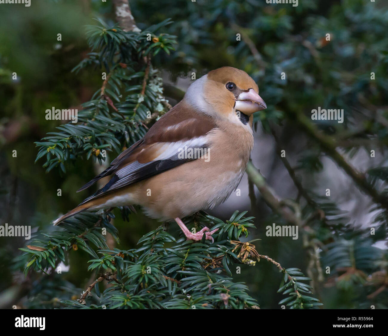 Hawfinch uk hi-res stock photography and images - Alamy