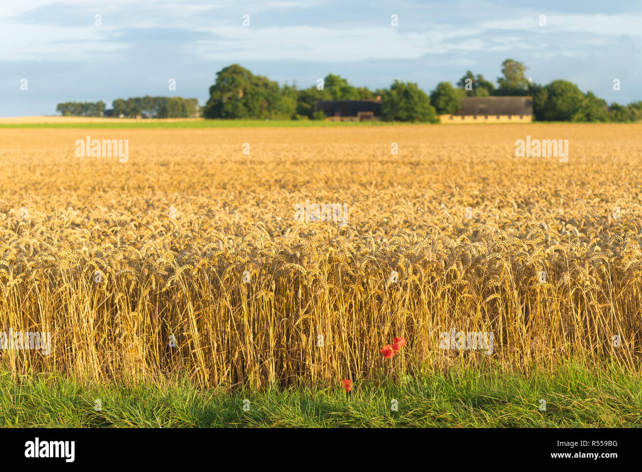 wheat field in denmark Stock Photo - Alamy