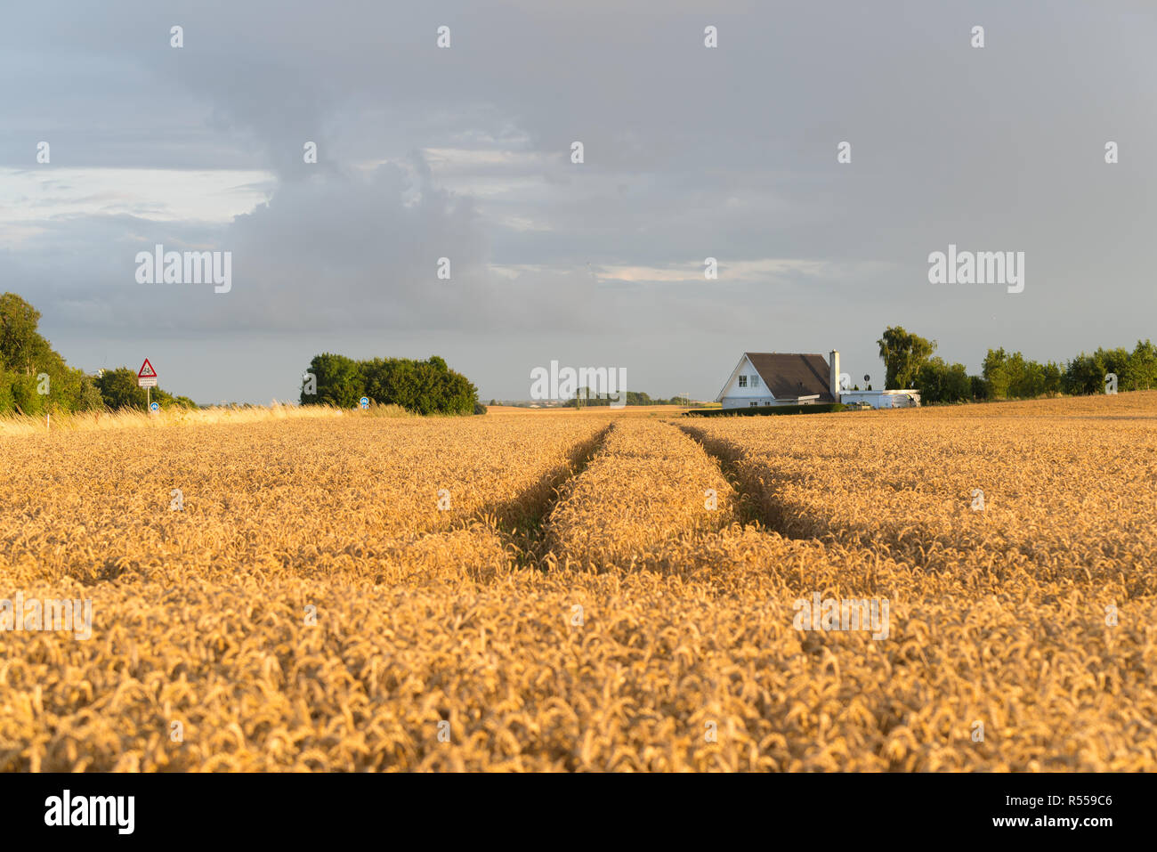 wheat field in denmark Stock Photo - Alamy