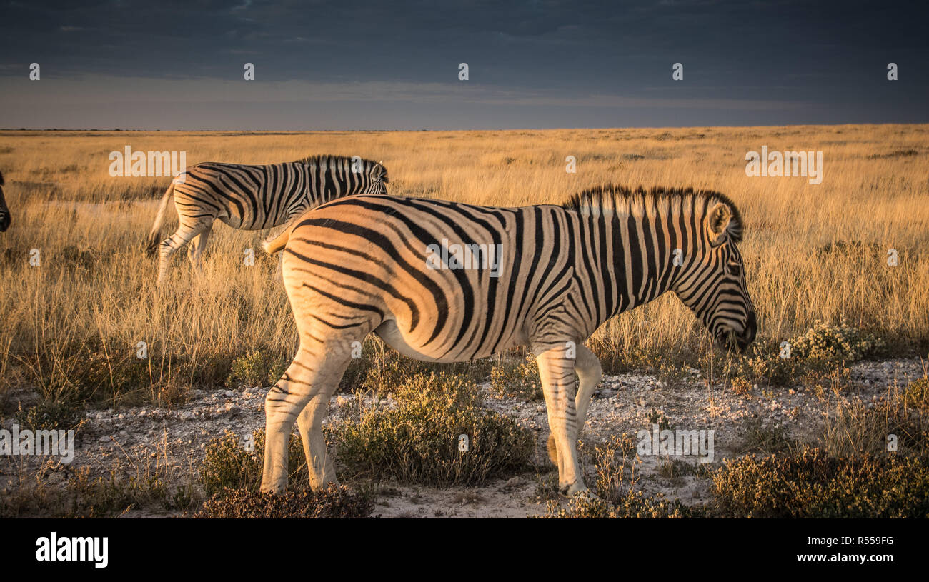 Zebra herd at the savanna in beautiful evening light Stock Photo - Alamy