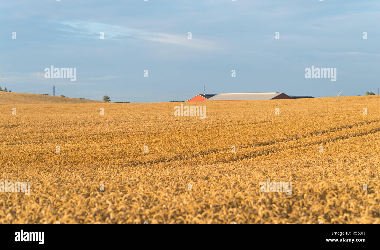 wheat field in denmark Stock Photo - Alamy