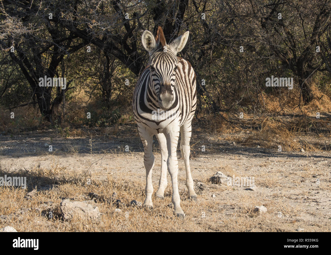 One zebra in the forest Stock Photo - Alamy