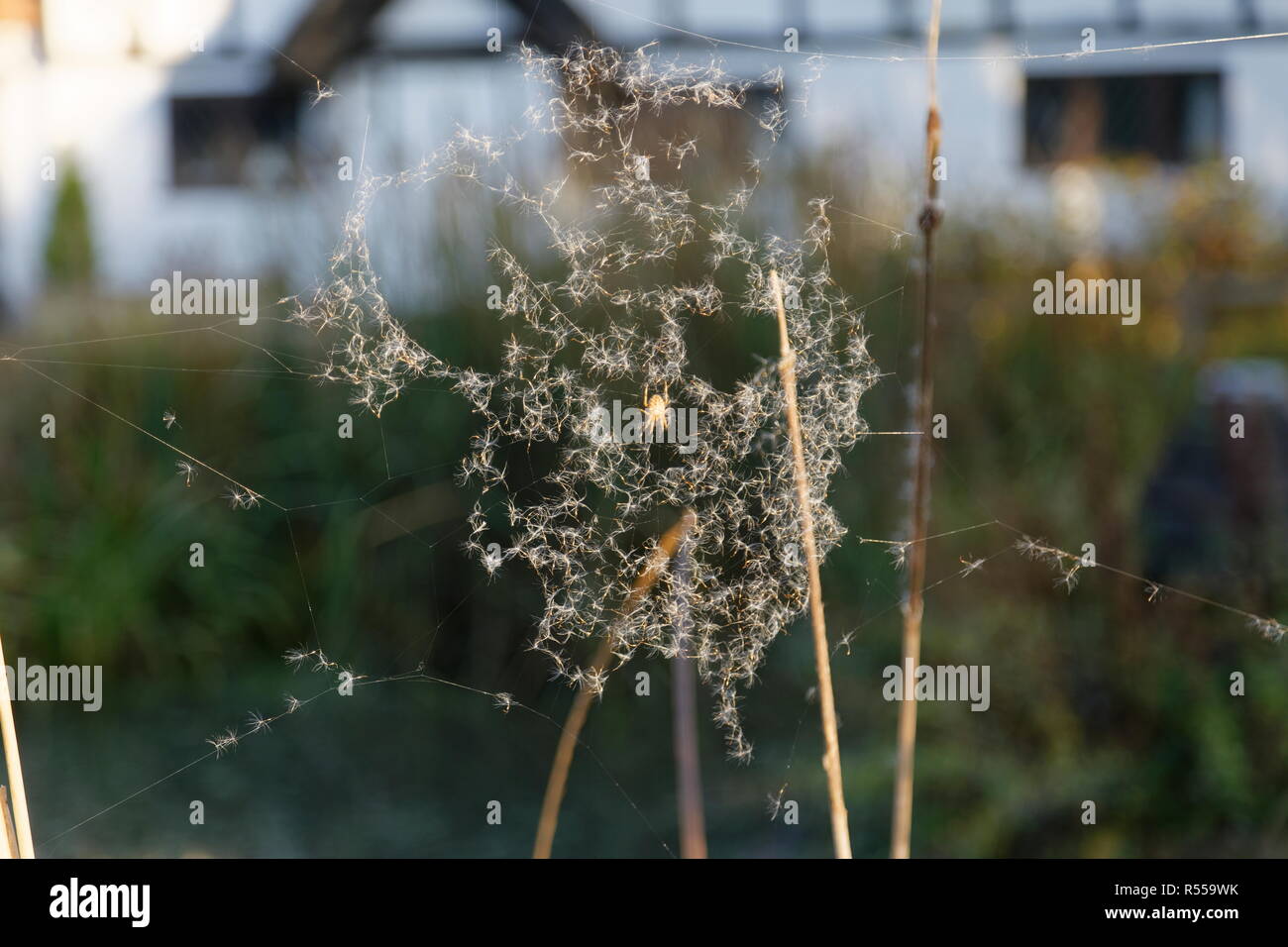 Araneus quadratus common orb-weaver spider with fluffy seed heads ...