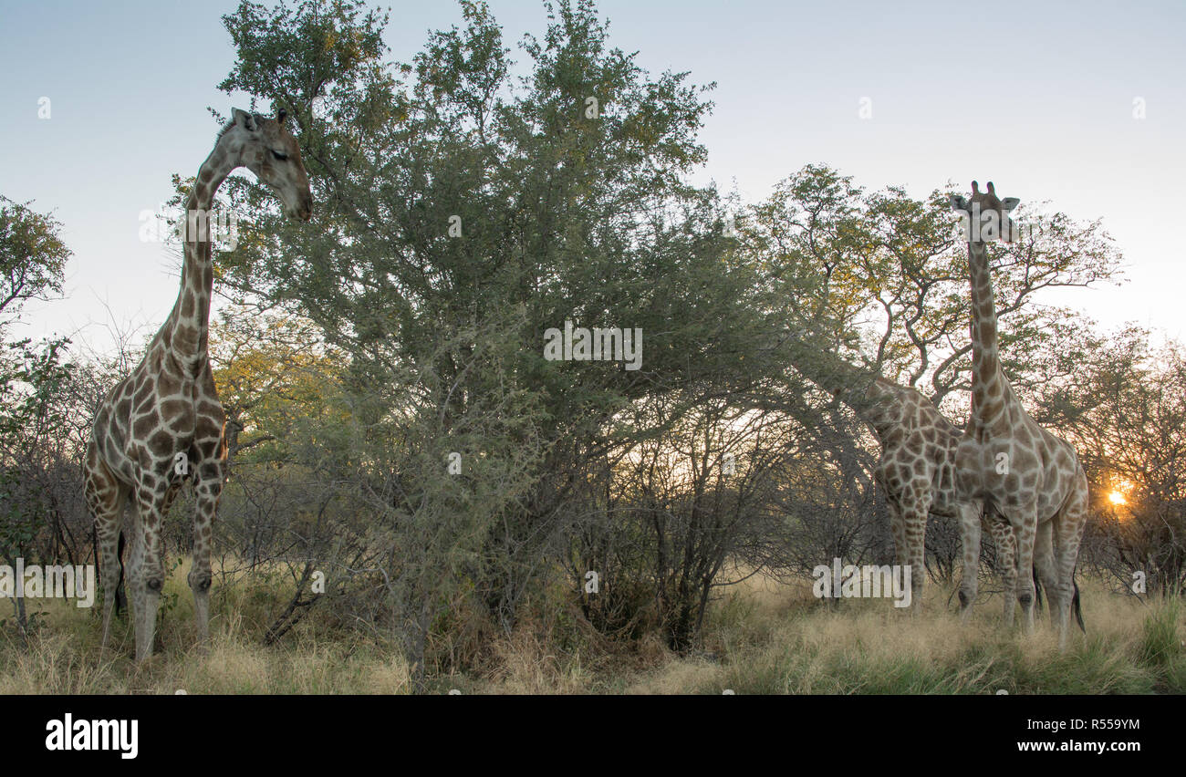 High giraffe hi-res stock photography and images - Alamy