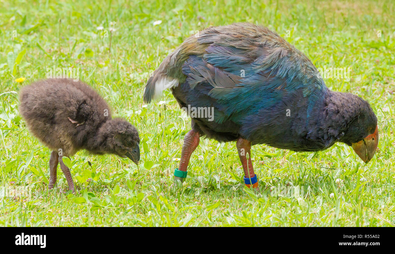 Takahe chick hi-res stock photography and images - Alamy