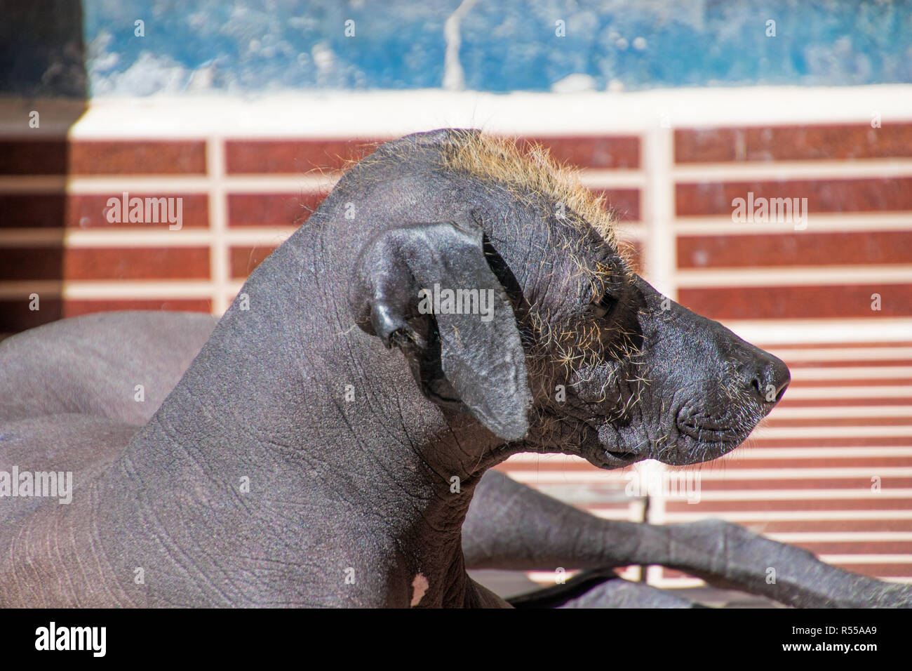 Hairless animal hi-res stock photography and images - Alamy