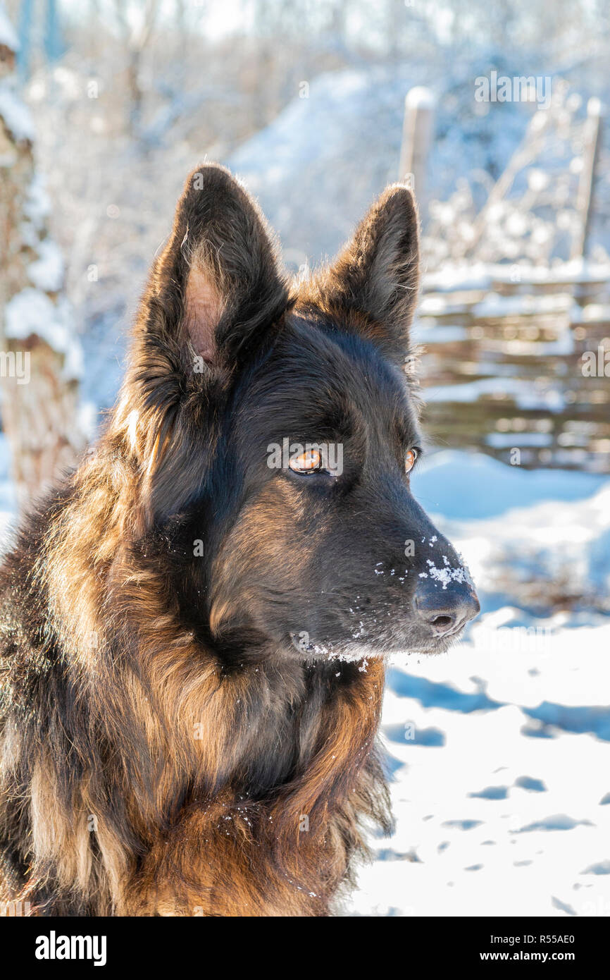 Show line german shepherd portrait in snow Stock Photo - Alamy