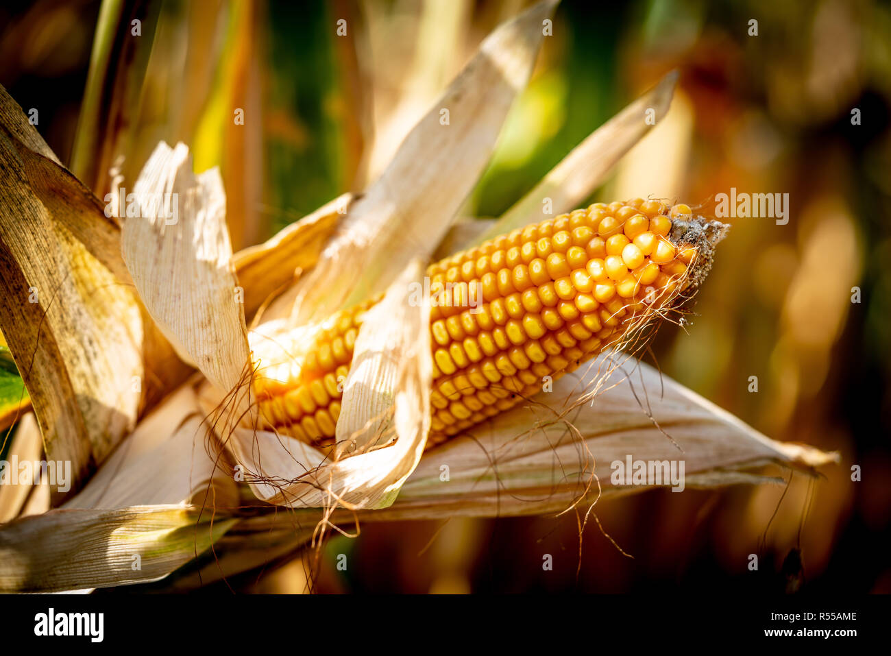Corn cob, France Stock Photo - Alamy