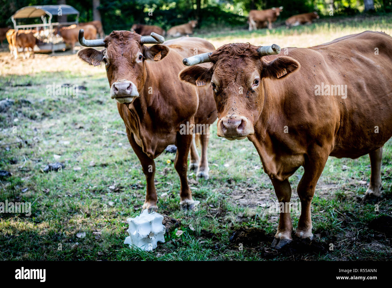 Salt block cow hi-res stock photography and images - Alamy