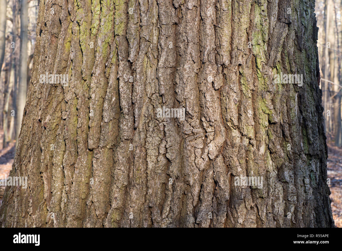 old oak tree trunk in fores Stock Photo - Alamy