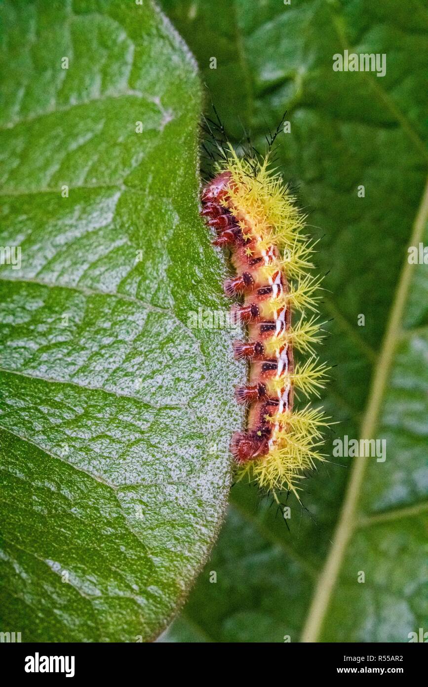Lonomia Obliqua Moth