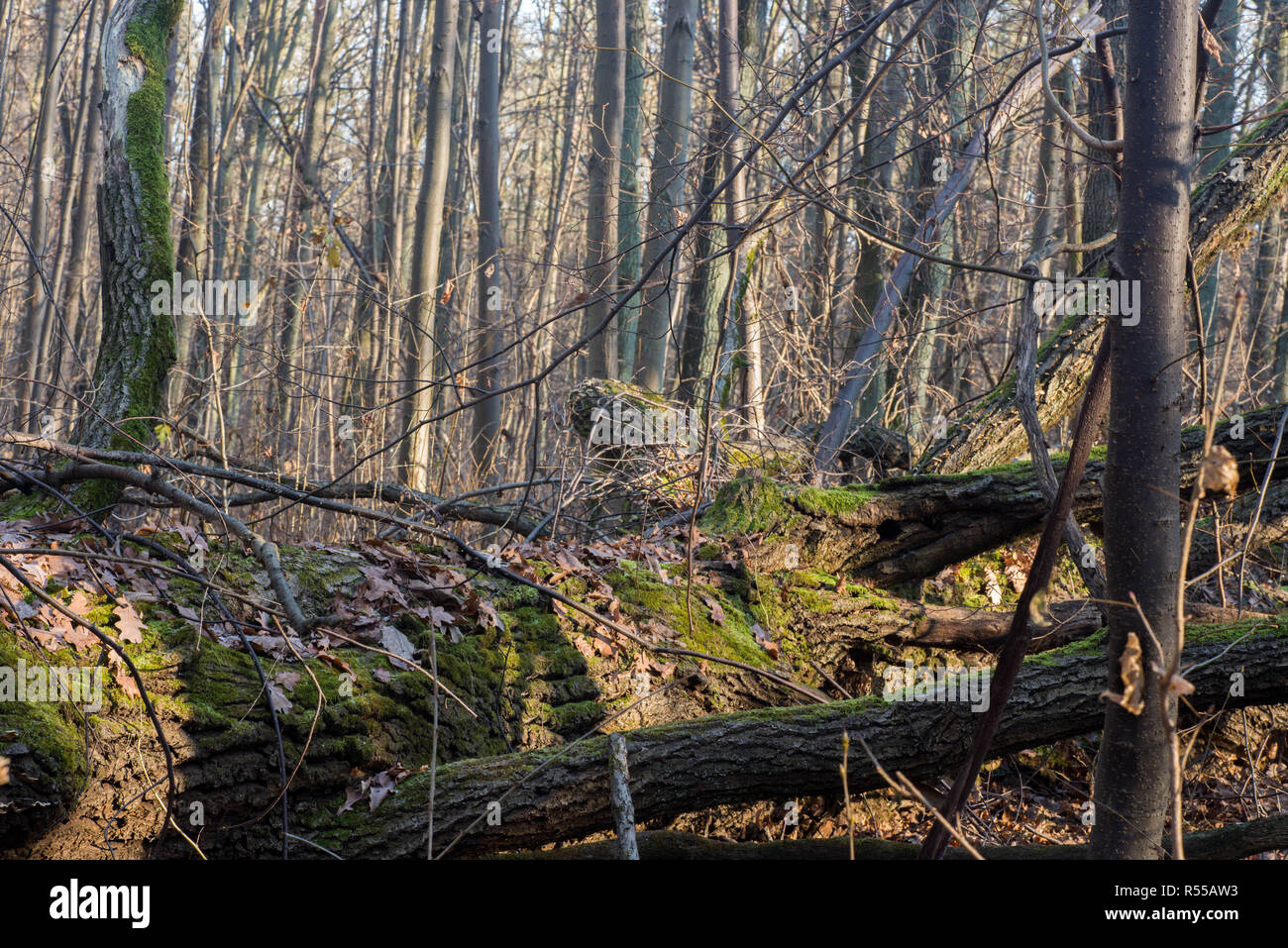 fallen oak tree in autumn forest Stock Photo - Alamy