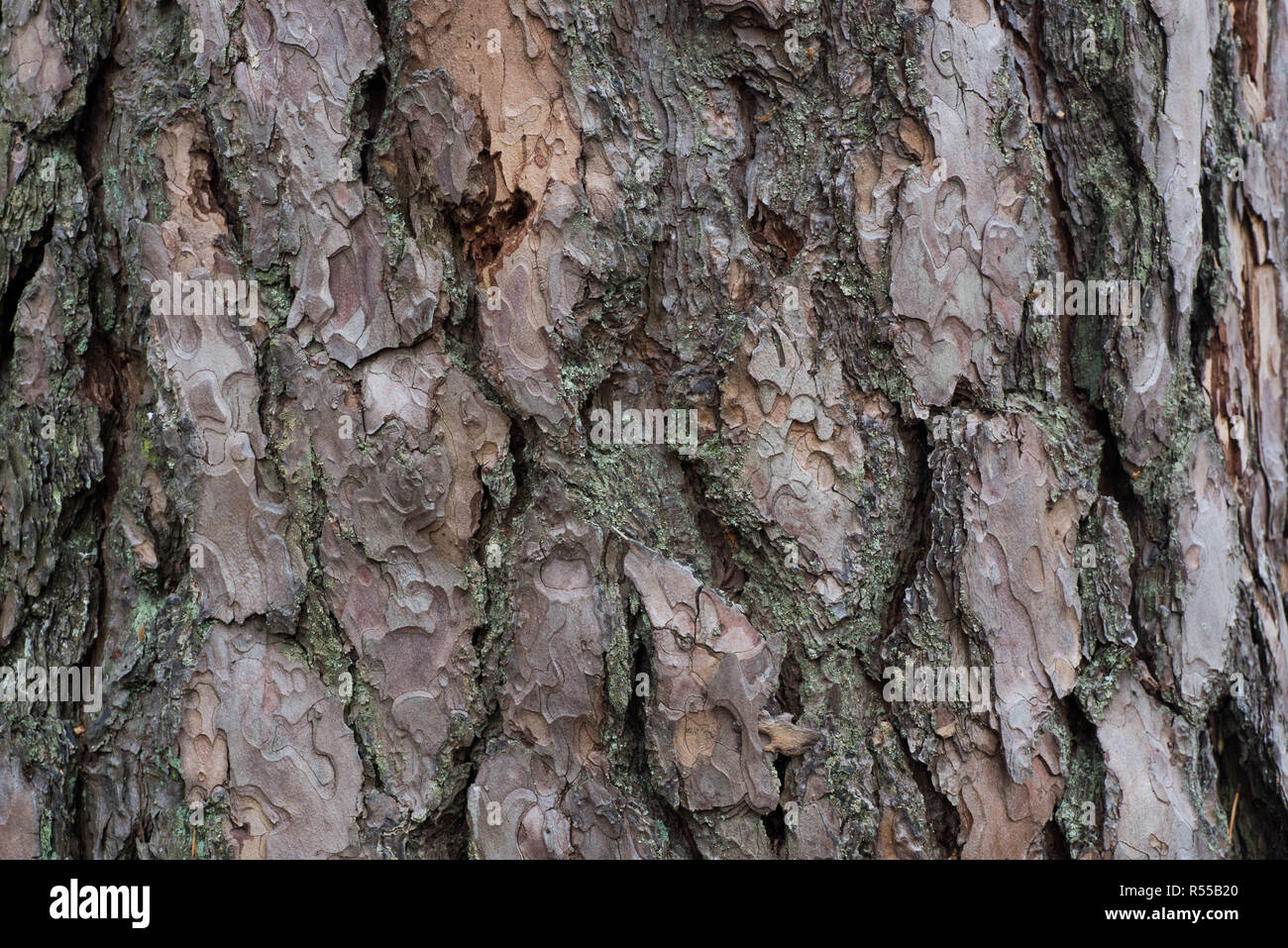 pine tree bark texture background macro Stock Photo - Alamy