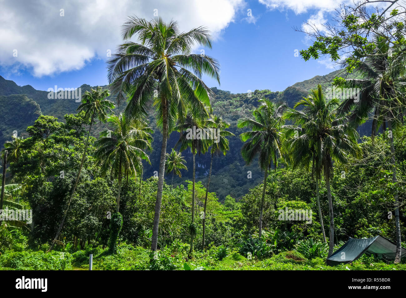 Moorea island jungle and mountains landscape view Stock Photo - Alamy