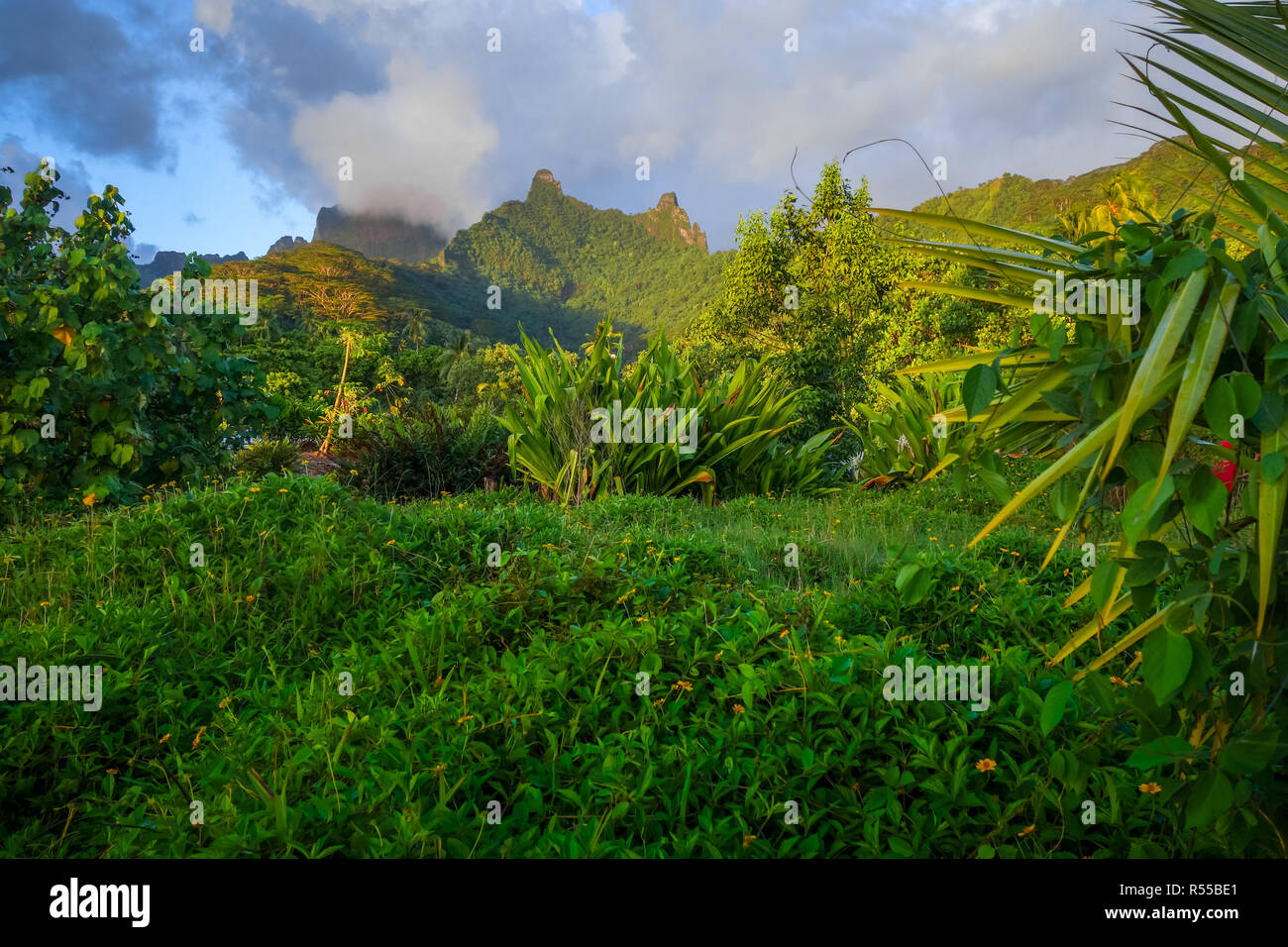 Moorea island jungle and mountains landscape Stock Photo - Alamy