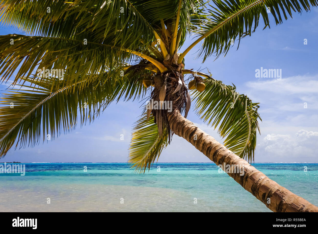 Paradise tropical beach and lagoon in Moorea Island Stock Photo - Alamy