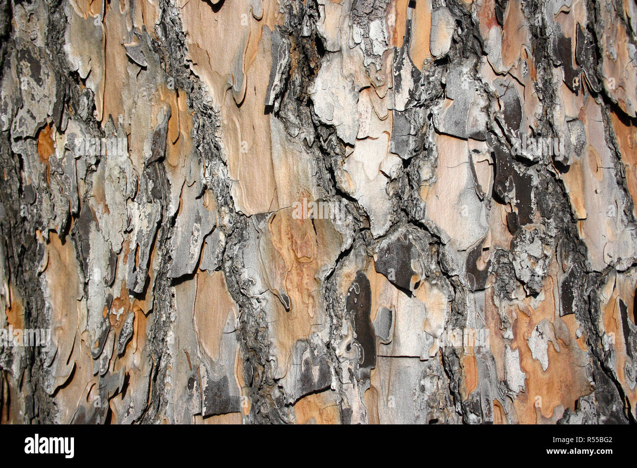 Detail of secular tree bark. The perfect light highlights all the ...