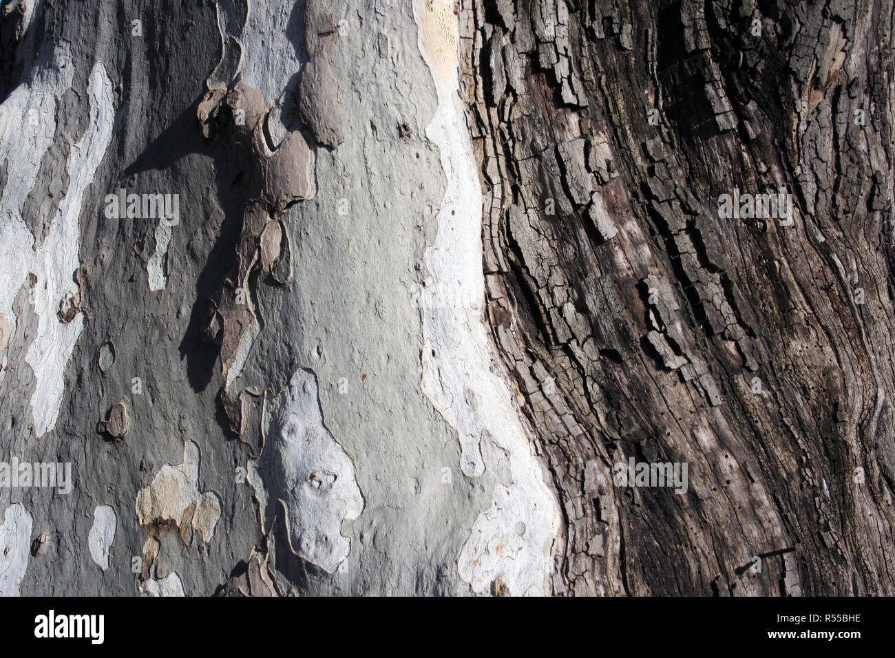 Detail of secular tree bark. The perfect light highlights all the ...