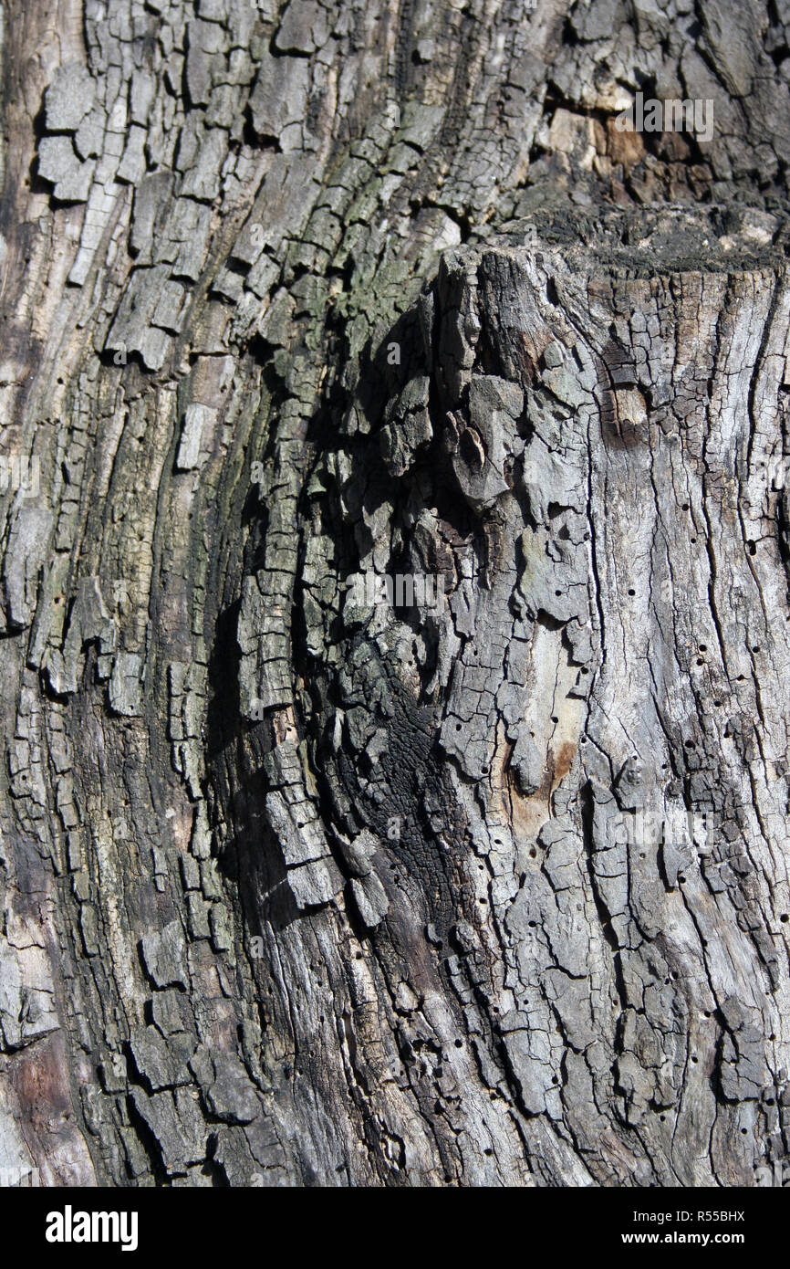 Detail of secular tree bark. The perfect light highlights all the ...