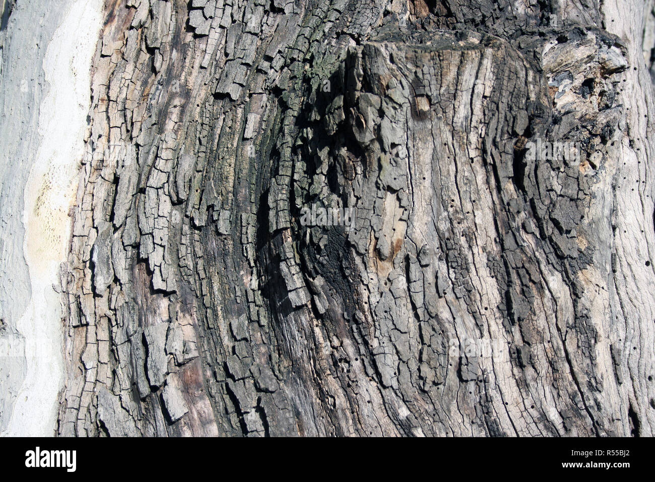 Detail of secular tree bark. The perfect light highlights all the ...