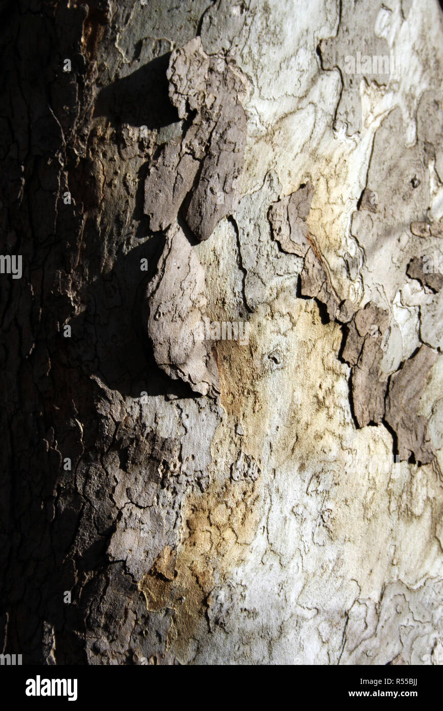 Detail of secular tree bark. The perfect light highlights all the ...