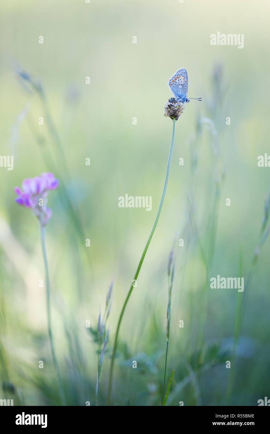 Hauhechelbla Uling High Resolution Stock Photography and Images - Alamy