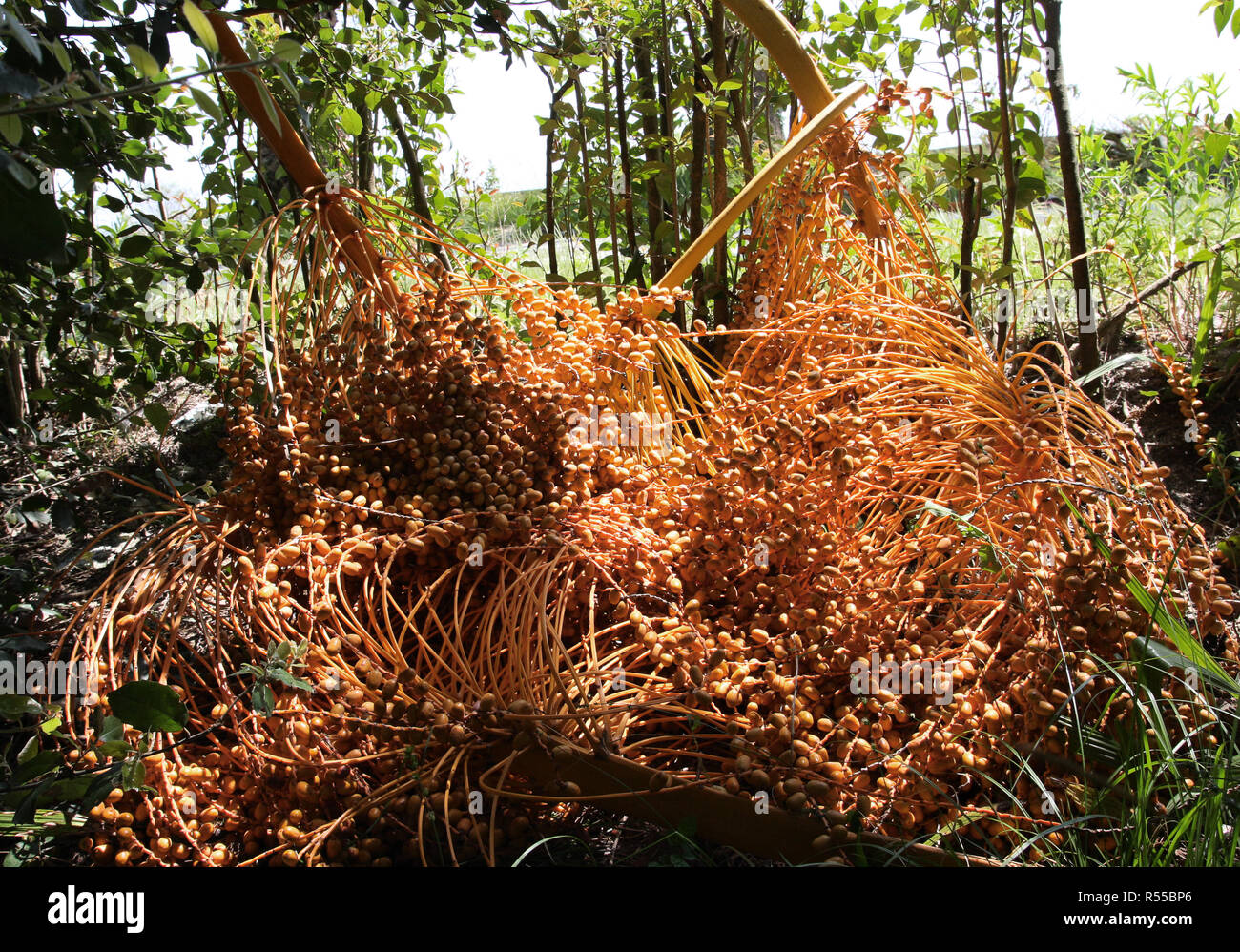 Date palm a fine crop. Dates hanging on the date palm Stock Photo - Alamy