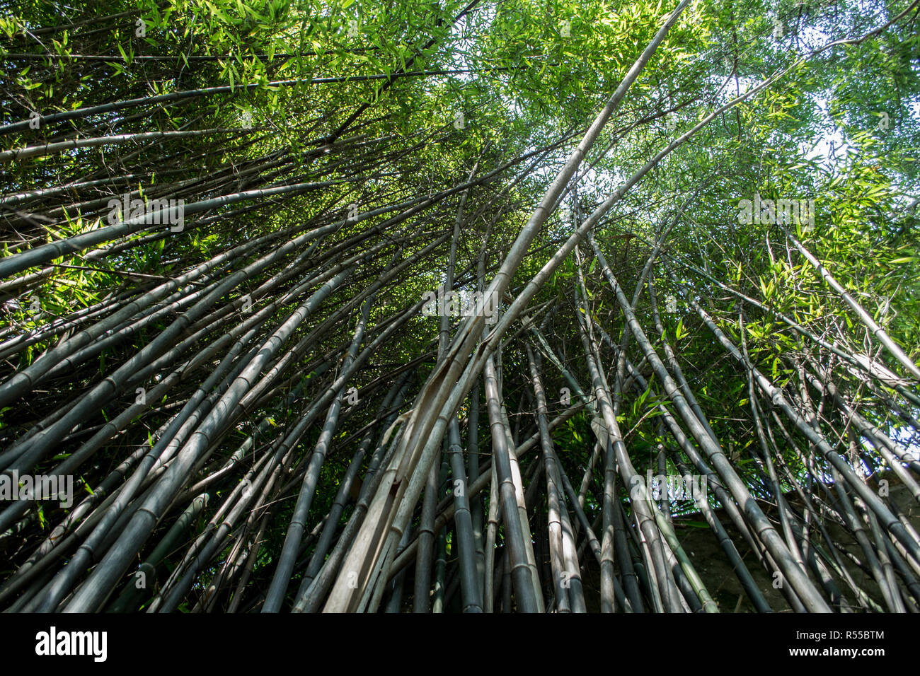 Bamboo black tree hi-res stock photography and images - Alamy
