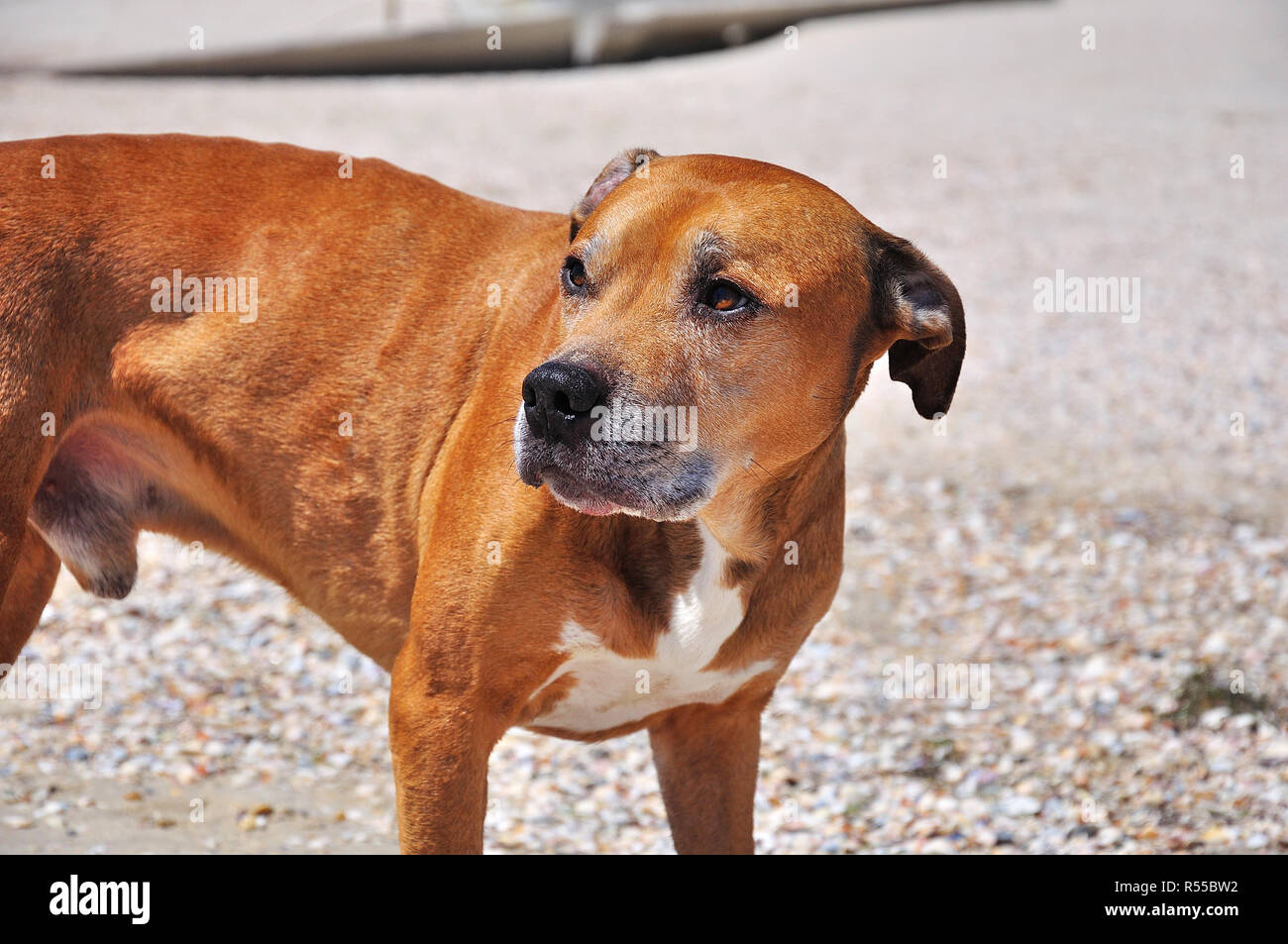 Red nose pit bull hi-res stock photography and images - Alamy