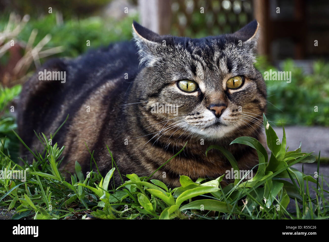 a cat puts on the ears. a cat is curious and a little angry Stock Photo ...
