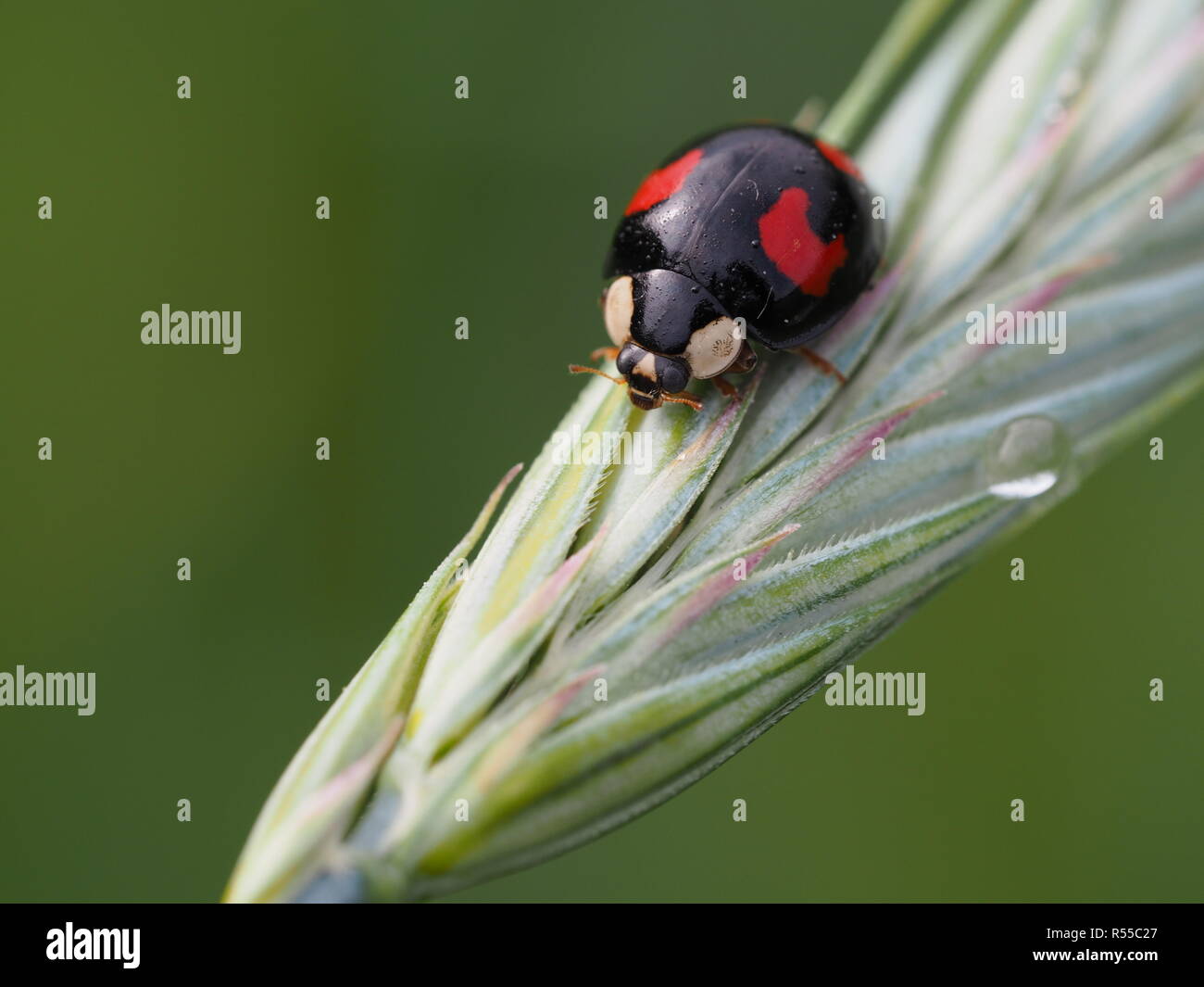 Ladybug insects hi-res stock photography and images - Alamy