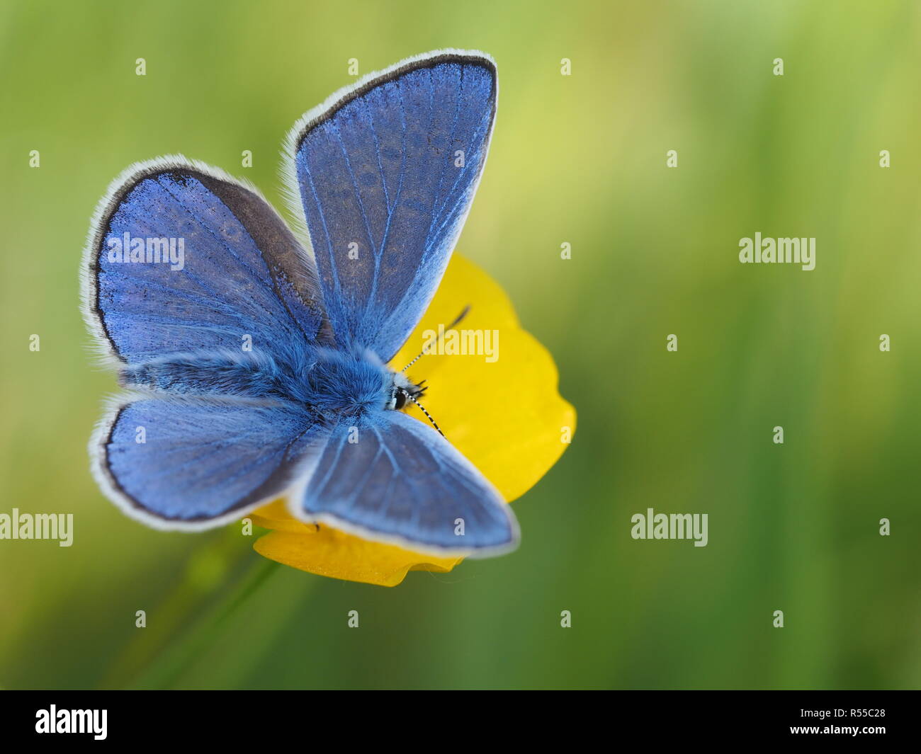 Uling High Resolution Stock Photography and Images - Alamy