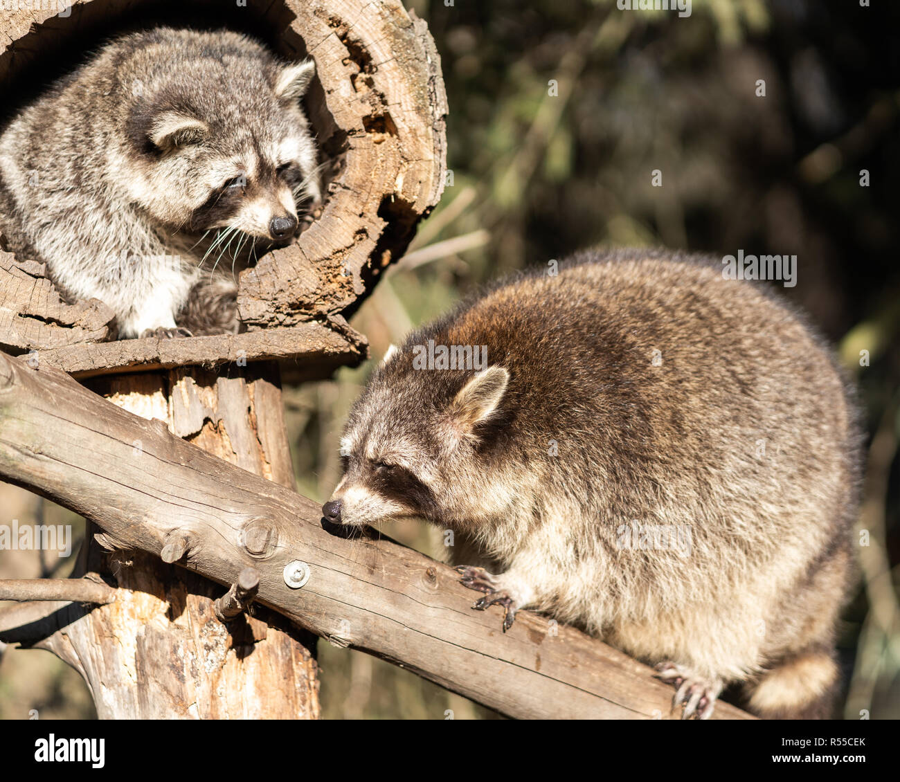 Two raccoons hi-res stock photography and images - Alamy