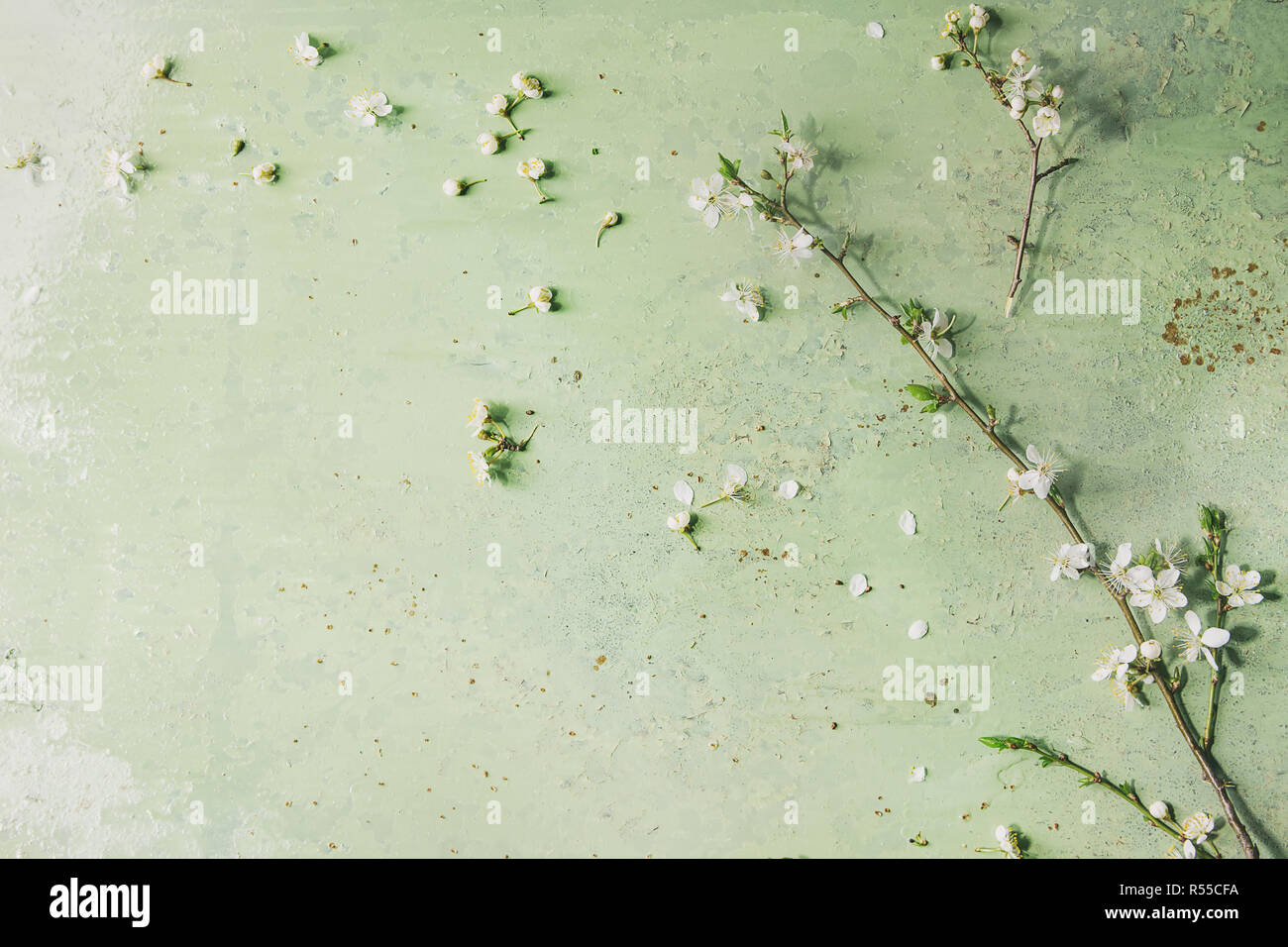 Spring blooming branch Stock Photo - Alamy