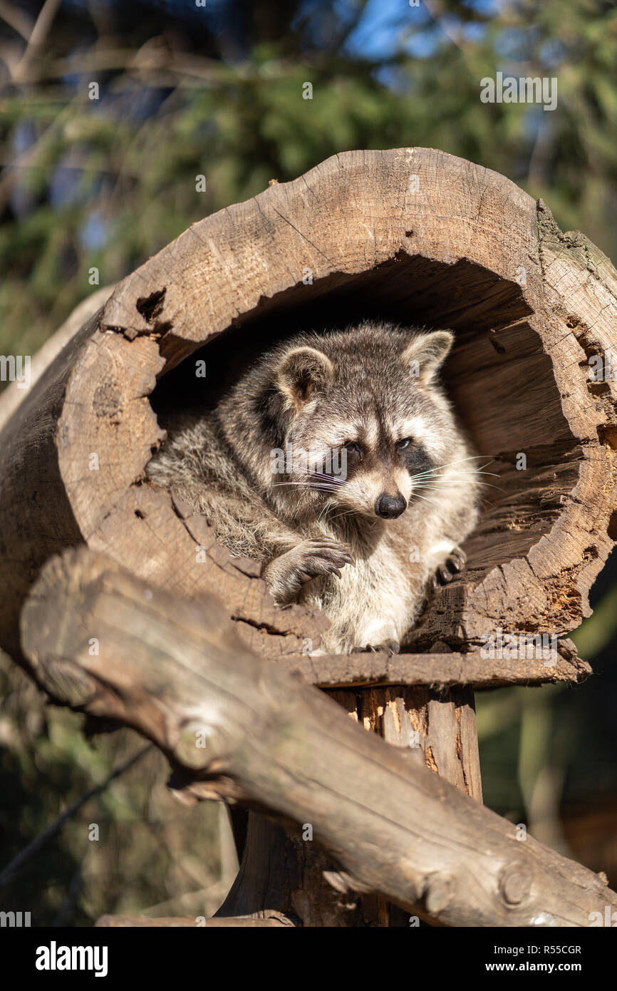 Raccoon or Racoon Procyon lotor , also known as the North American ...