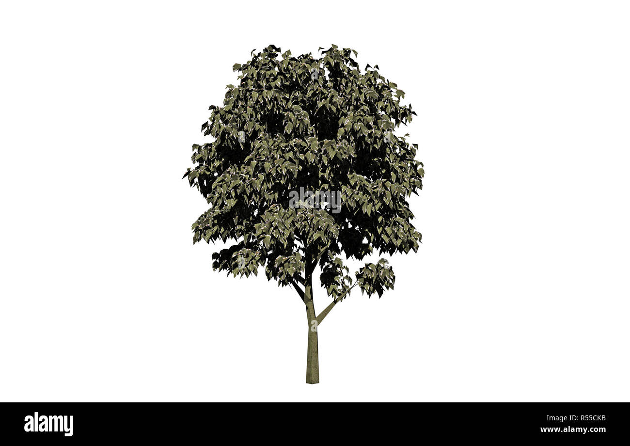 maple tree isolated Stock Photo - Alamy