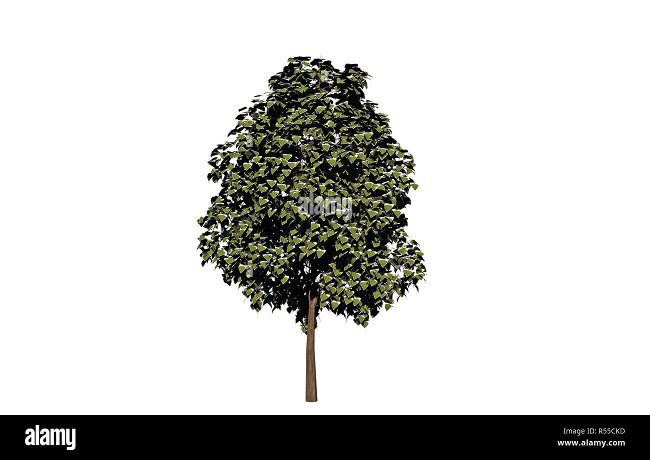 maple tree isolated Stock Photo - Alamy