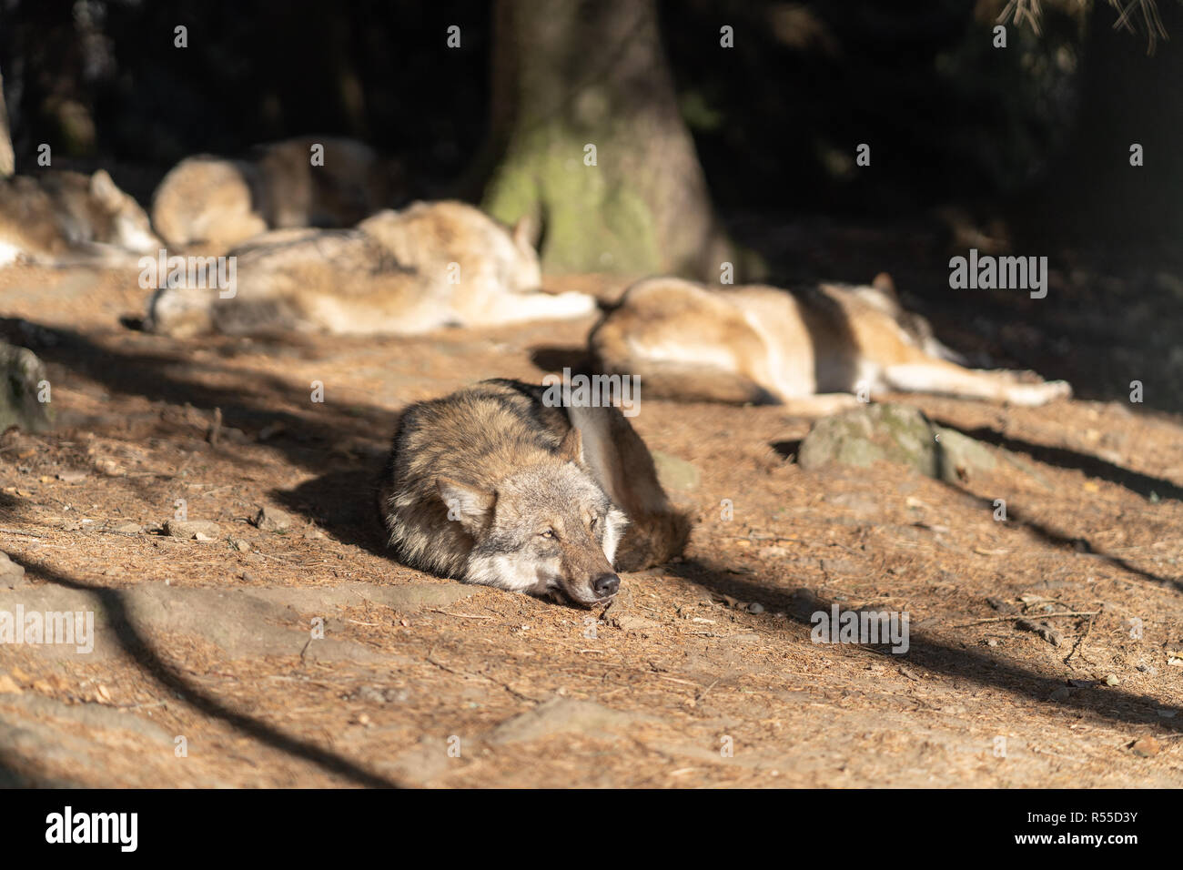 A pack of wild wolves are sleeping in the sun. One Wolf in the ...
