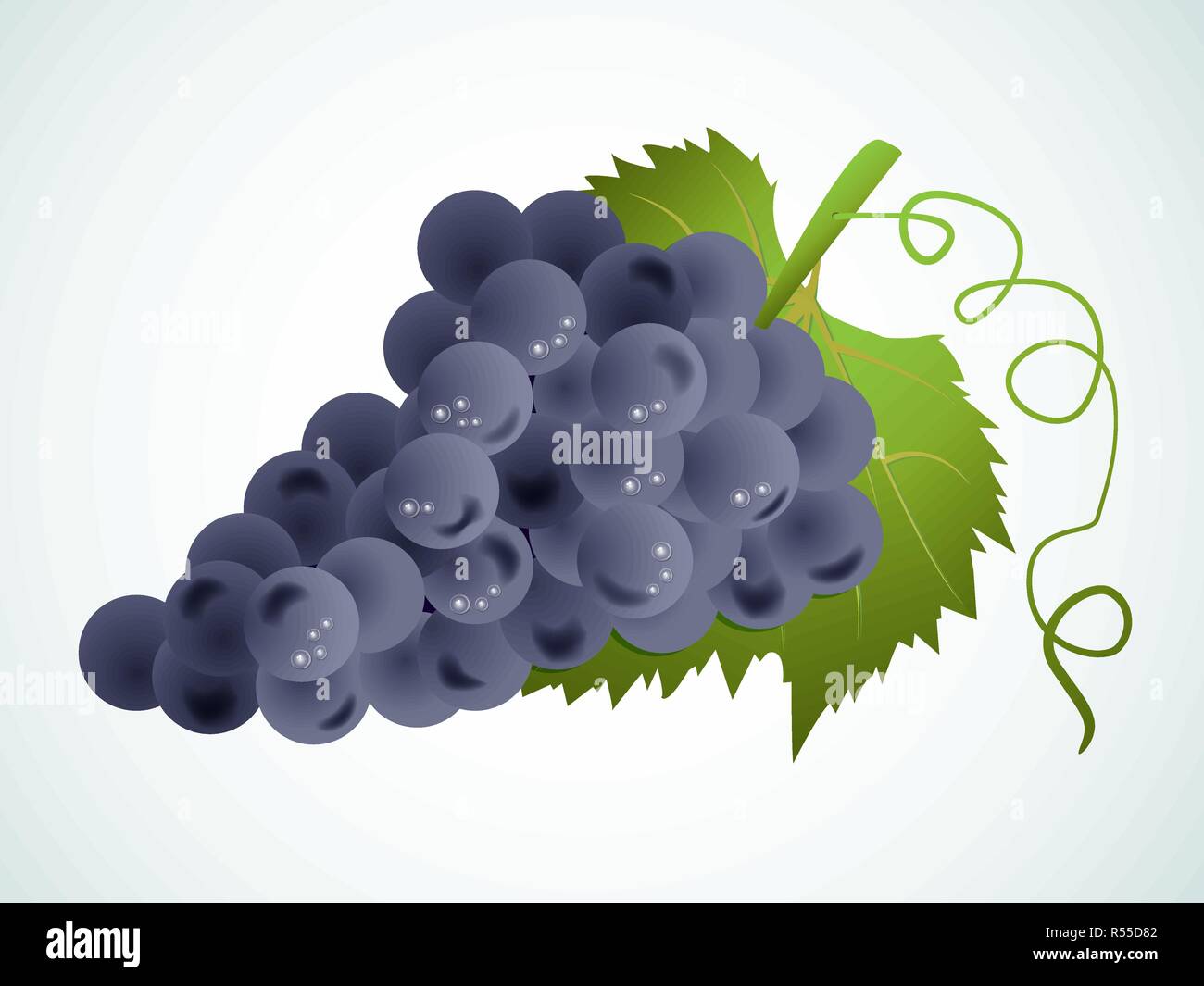 White grapes Stock Vector Images - Alamy