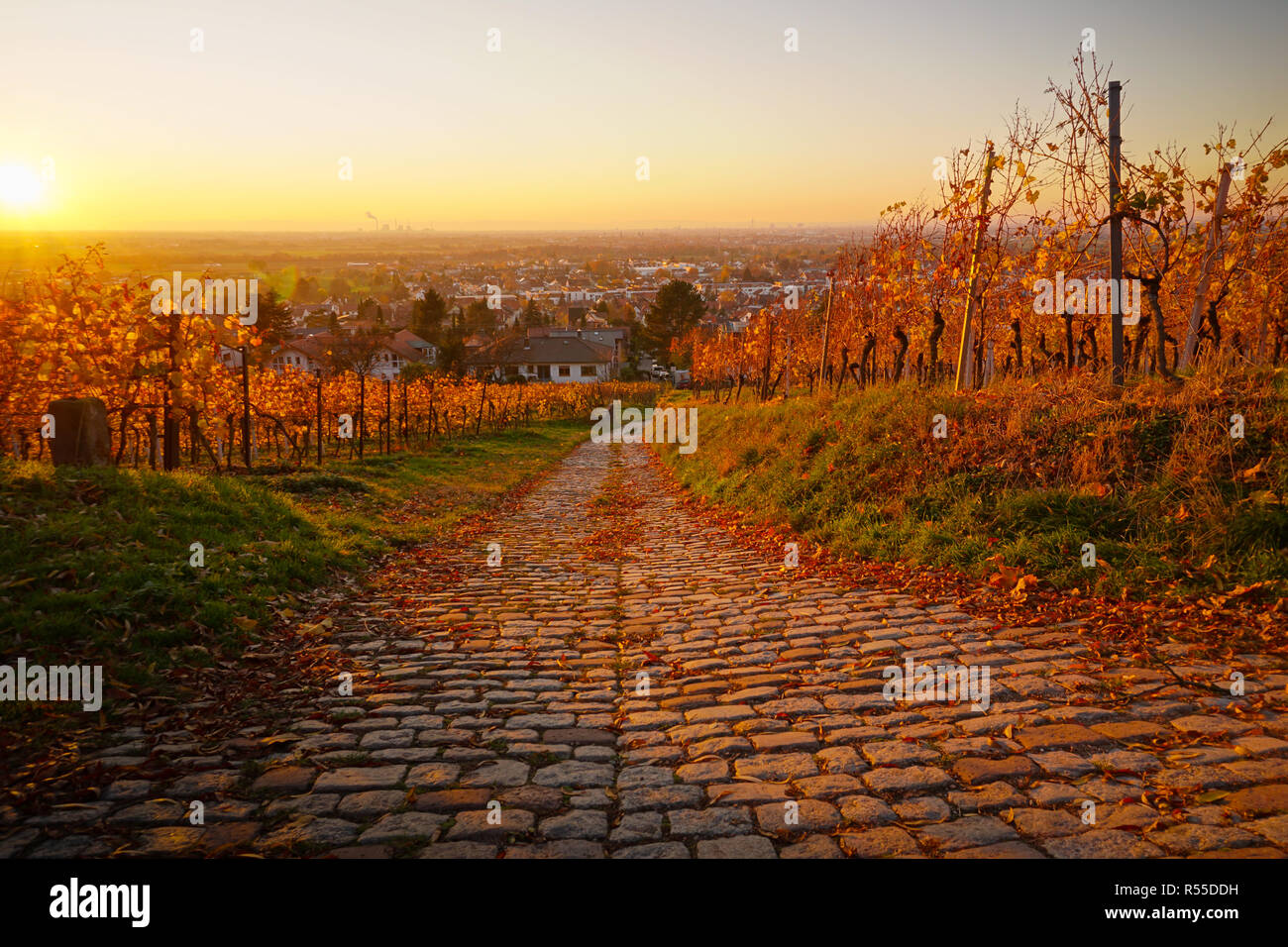 Golden cobblestones hi-res stock photography and images - Alamy