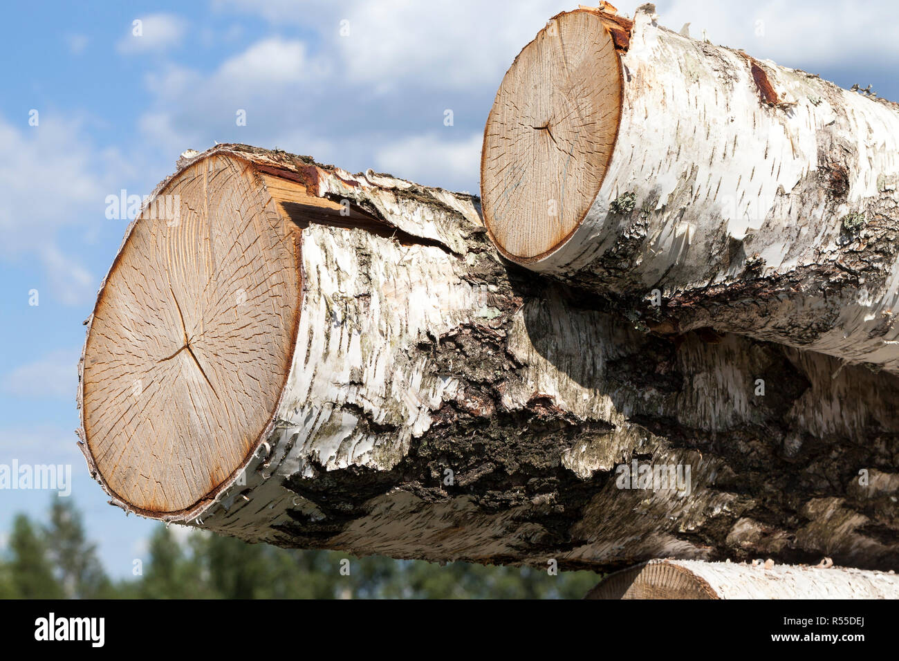 Harvesting birch firewood hi-res stock photography and images - Alamy