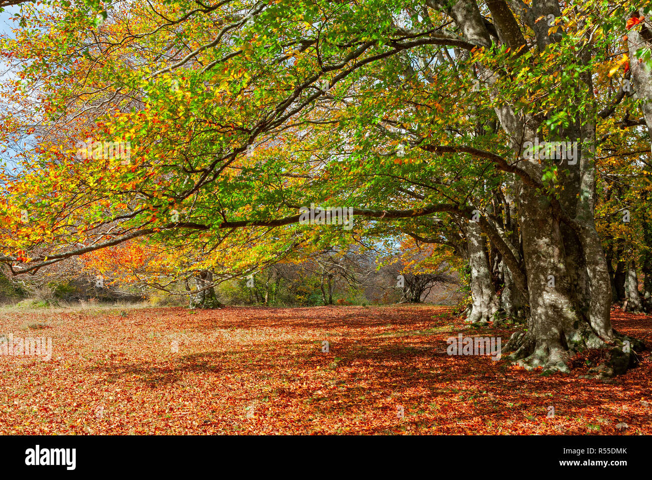 Autumn in the woods of Canfaito park, Italy Stock Photo - Alamy