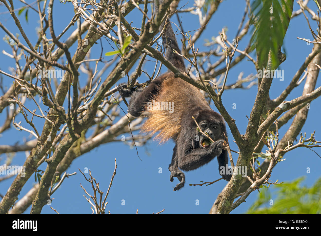 Young Howler Monkey feeding in a Tree Stock Photo - Alamy