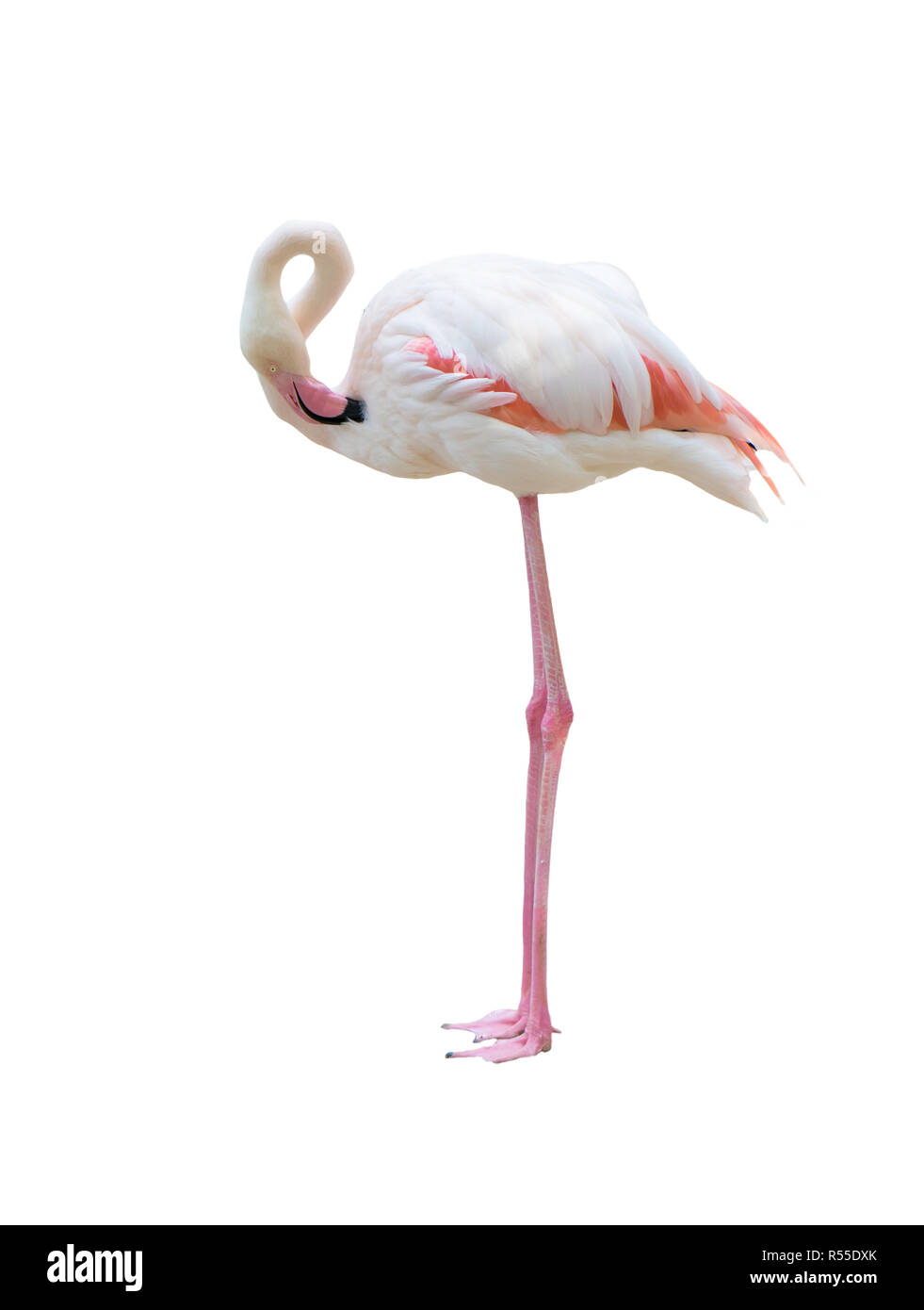 greater flamingo isolated on white background Stock Photo - Alamy
